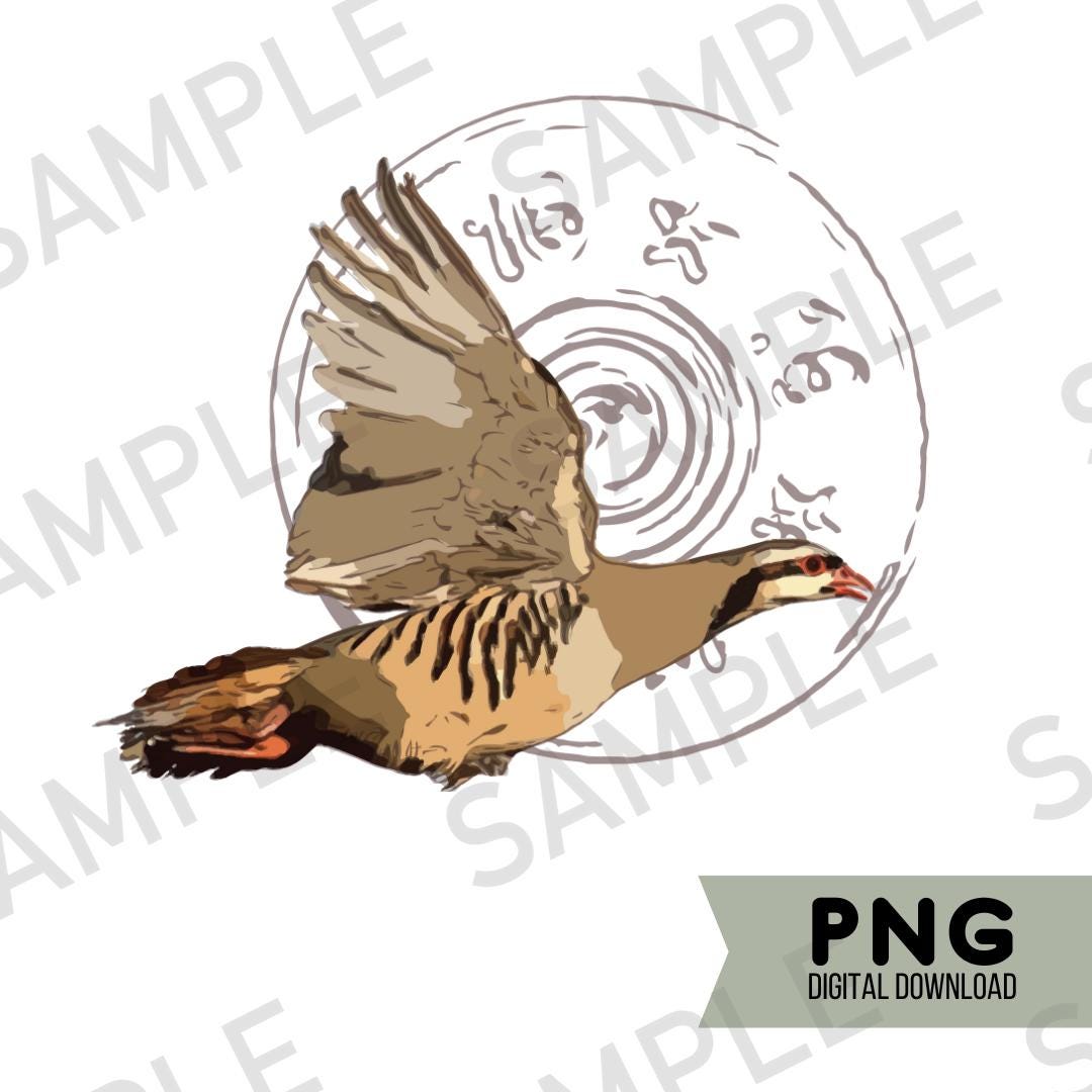 Chukar PNG Flying Chukar Bird Hunting Tshirt Design PNG Upland Bird ...
