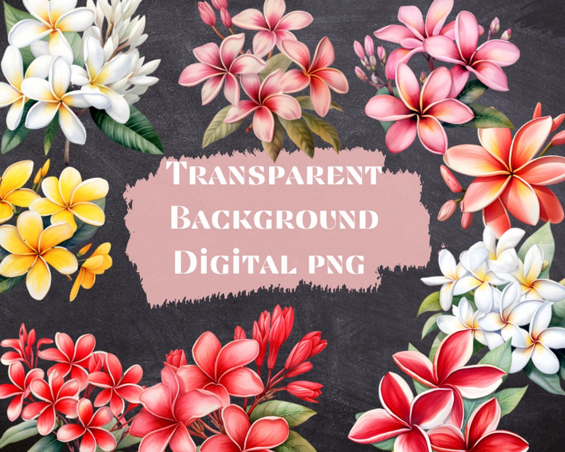 Plumeria Frangipani Watercolor Clipart Bundle, Watercolor Plumeria ...