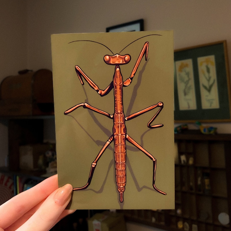 Stick Insect Drawing - Etsy UK