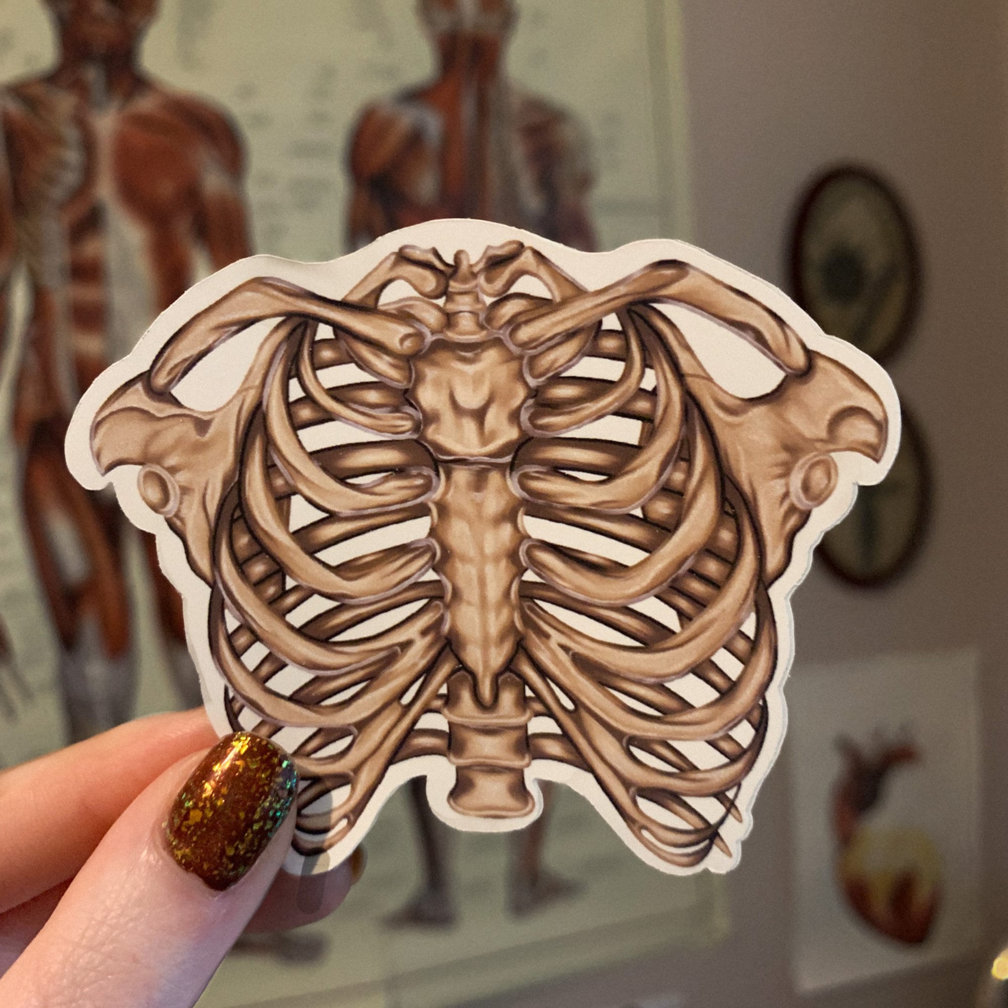 Bone Stickers Bag of Bones Anatomy Matte or Glossy Die Cut Vinyl Creepy ...