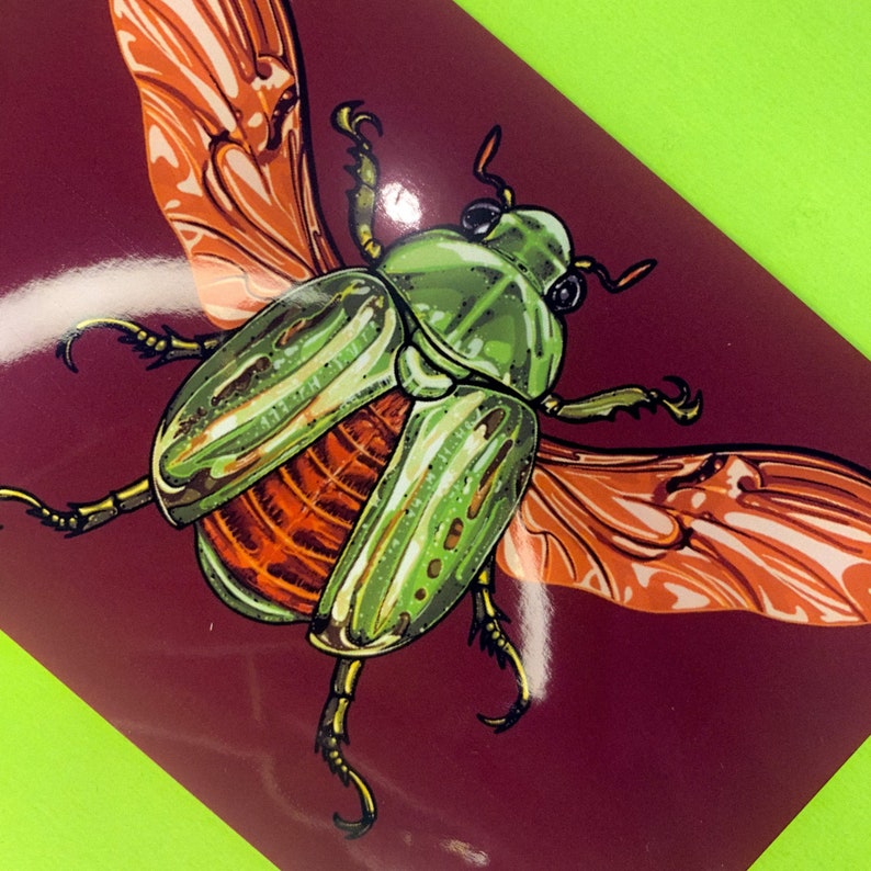 Glorious Scarab Bug Chrysina Gloriosa Glossy Mini 4’ X 6’ Art Print ...