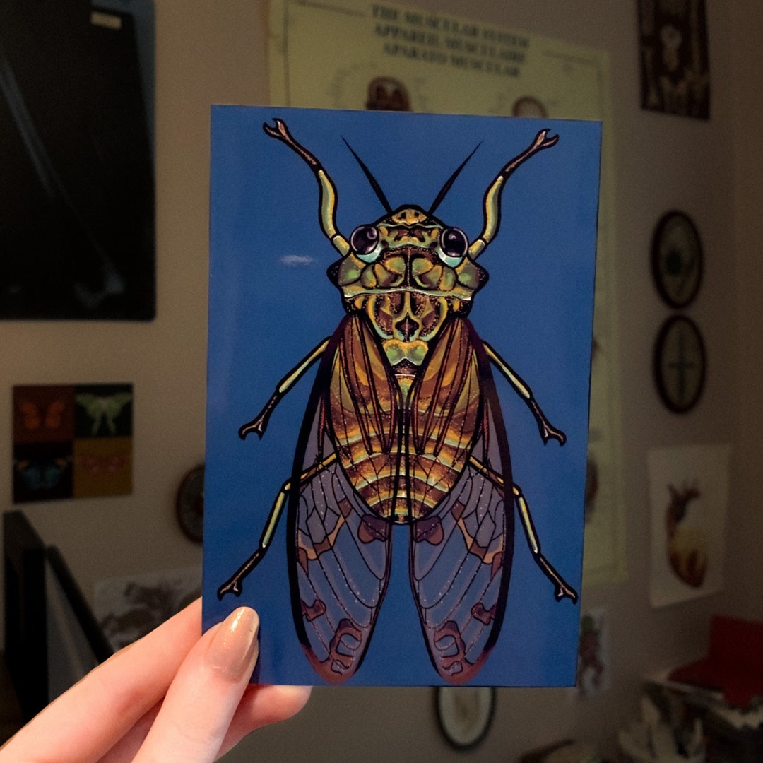 Bug Cicada Glossy Mini 4’ X 6’ Art Print Handmade Insect Wall Art - Etsy