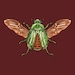 Glorious Scarab Bug Chrysina Gloriosa Glossy Mini 4’ X 6’ Art Print ...