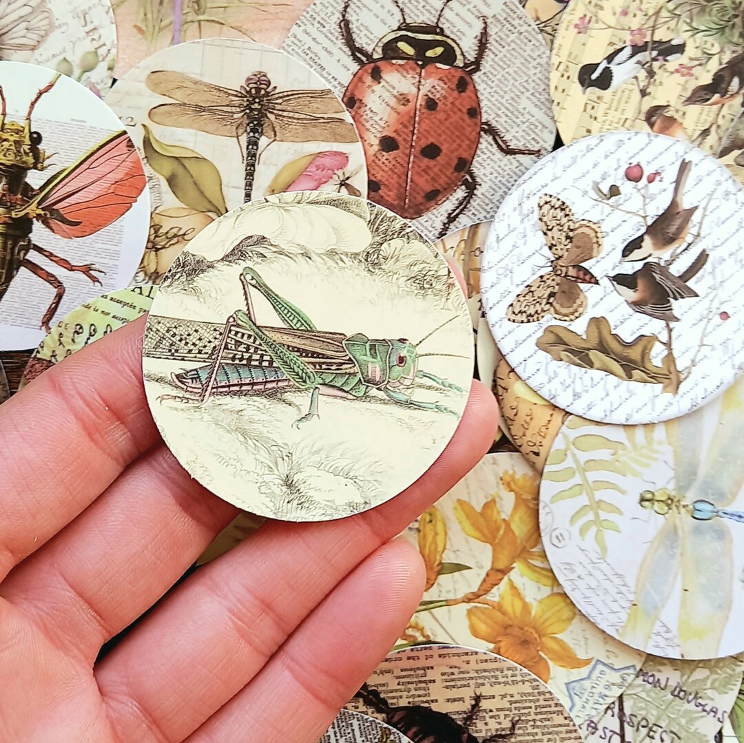 20 Insect Wildlife Stickers. Round Sticker Pack With Nature, Creatures ...