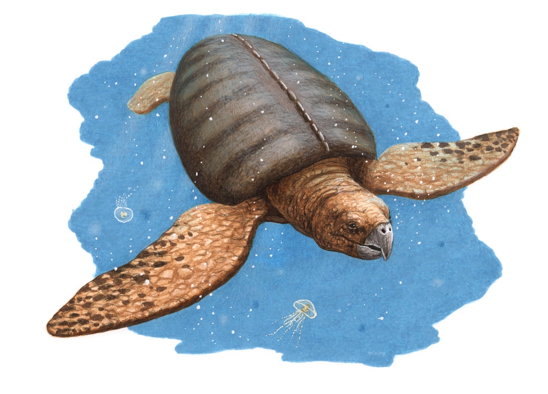 Archelon Drawing - Etsy