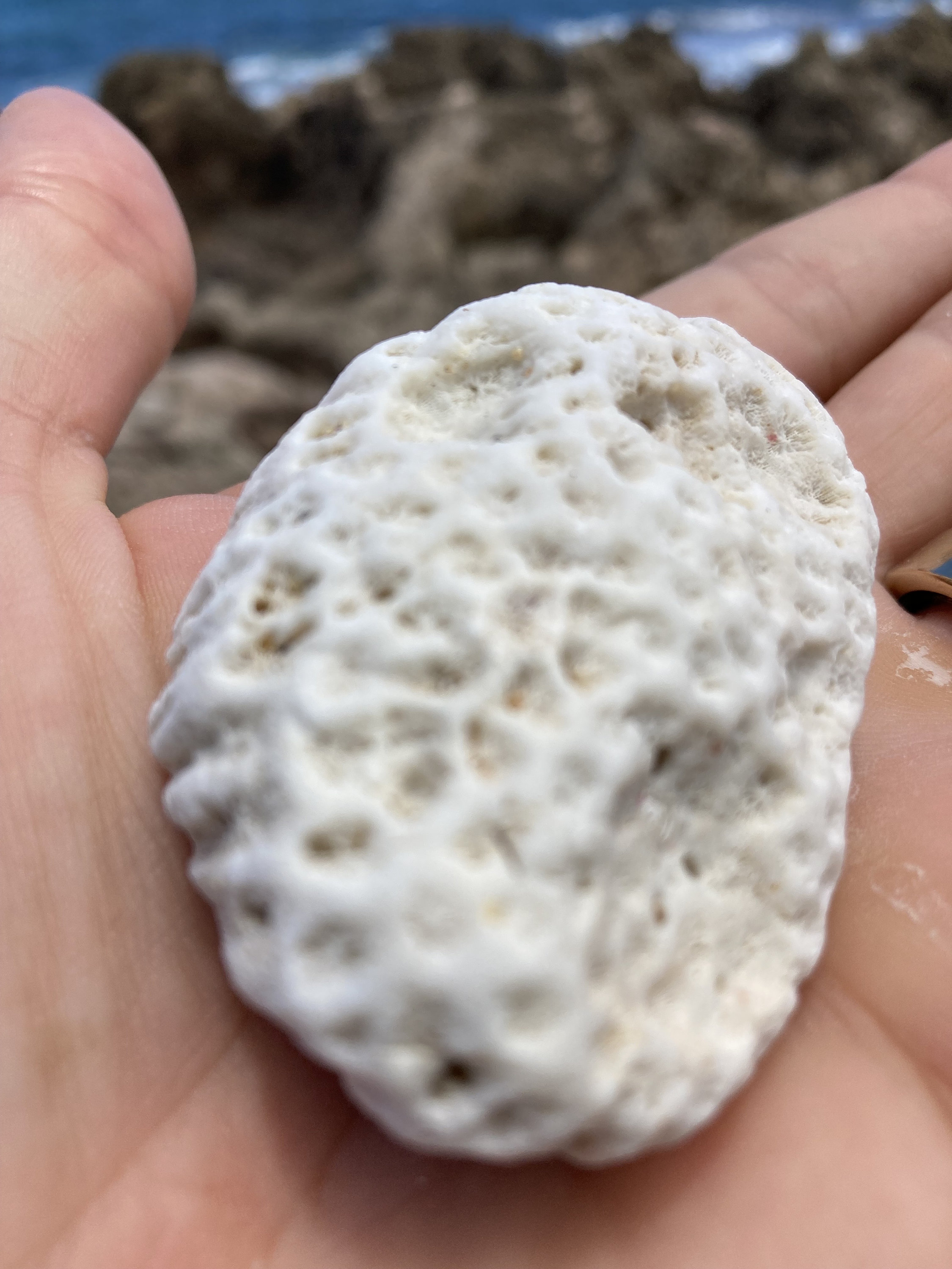Brain Coral Antique Fossil From Puerto Rico - Etsy