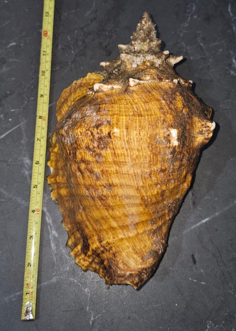 Huge Conch Shell Antique Fossil From Puerto Rico - Etsy
