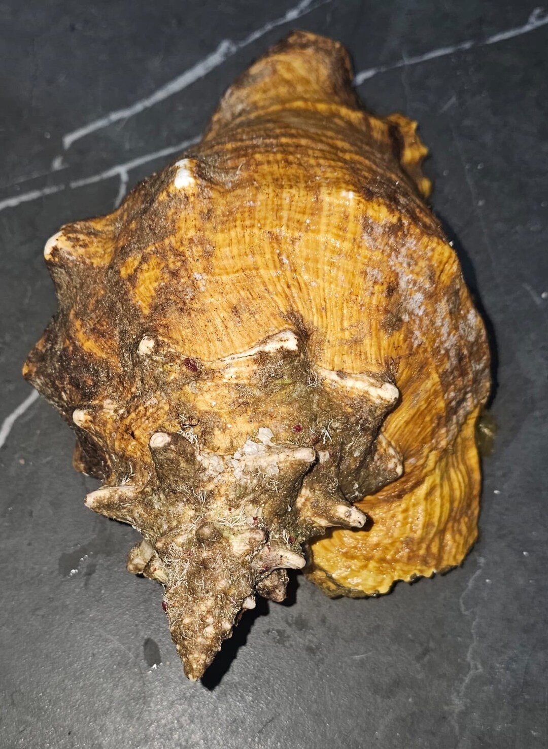 Huge Conch Shell Antique Fossil From Puerto Rico - Etsy