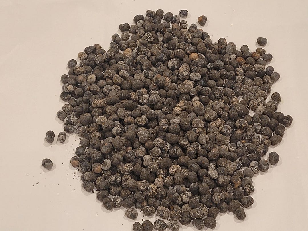 Wagner Palm Seed - Etsy
