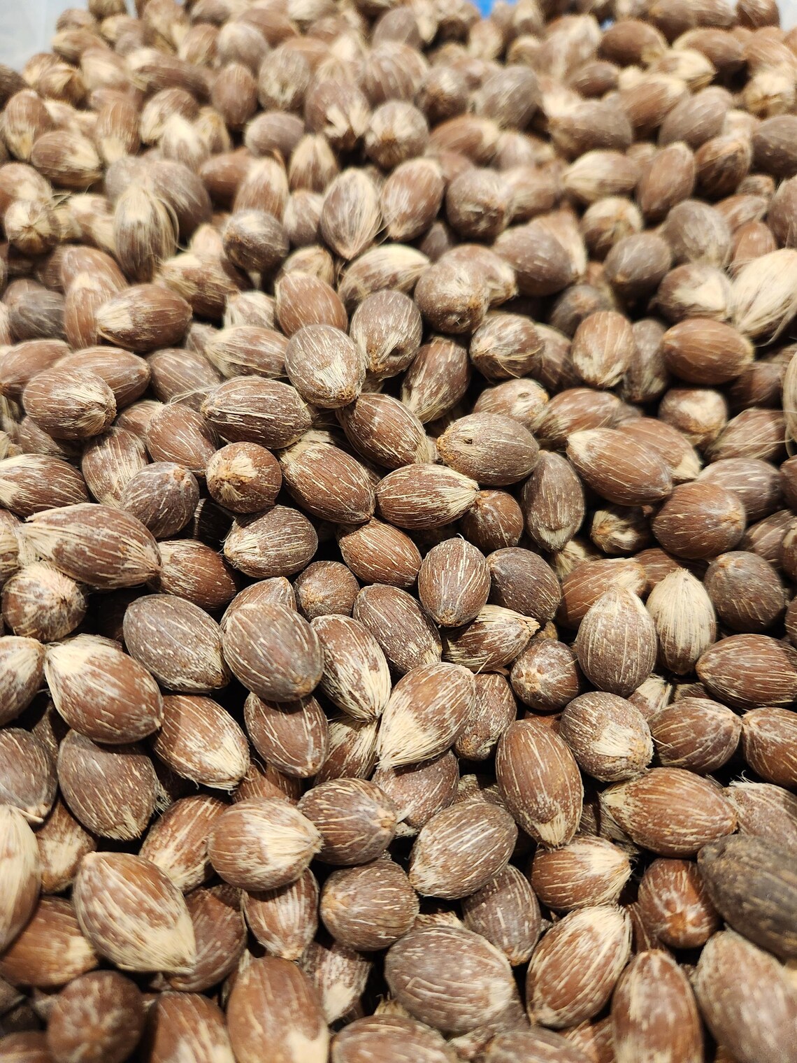 Queen Palm Seed - Etsy