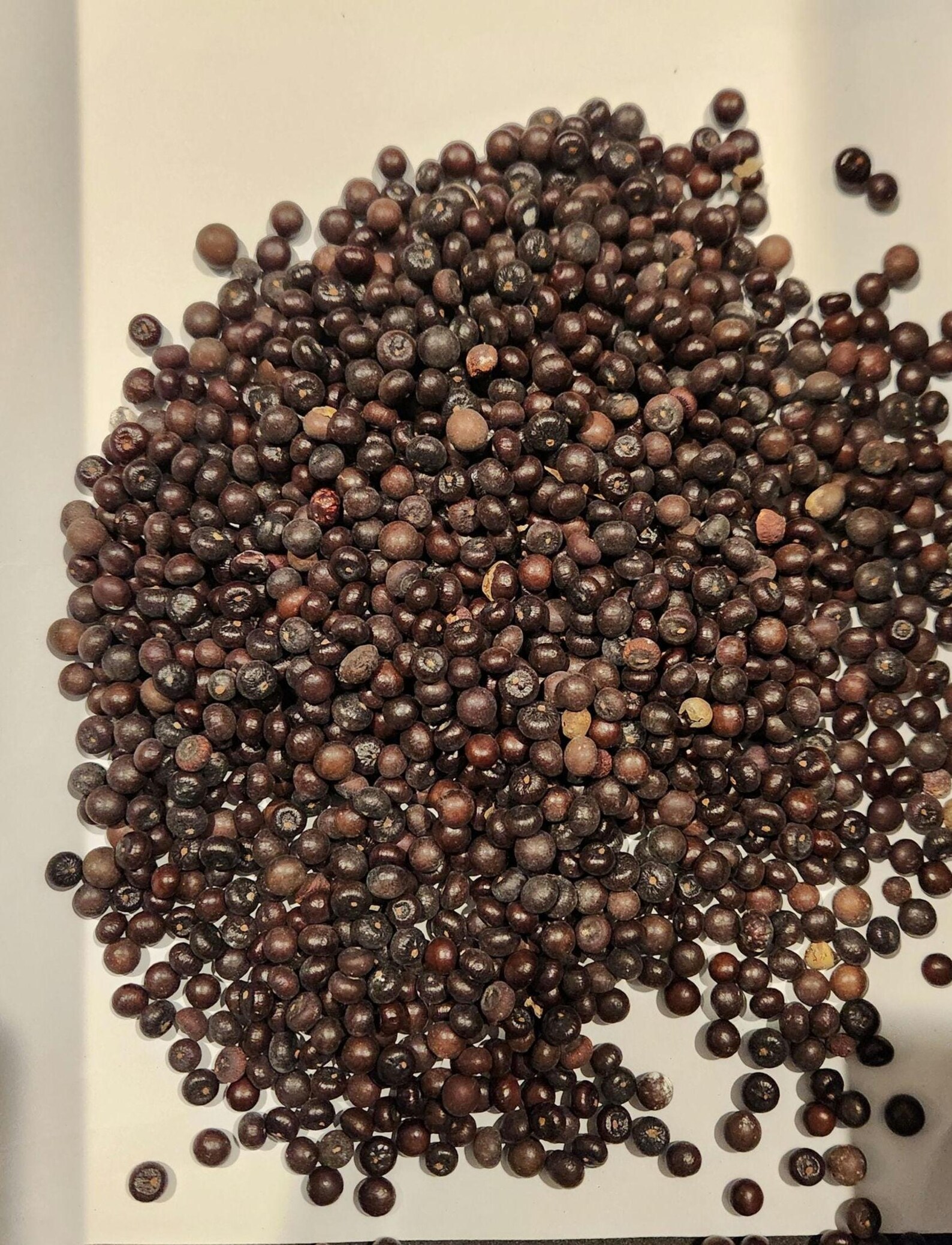 Sabal Palmetto Seed / Cabbage Palm Seed - Etsy