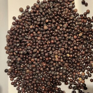 Sabal Palmetto Seed / Cabbage Palm Seed - Etsy