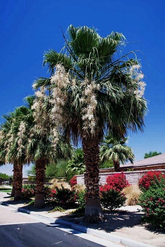Washingtonia Filibusta Fan Palm Seed - Etsy