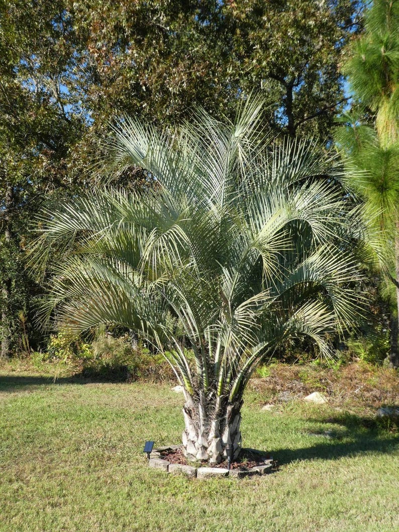 Jelly Palm / Butia Capitata Seeds - Etsy