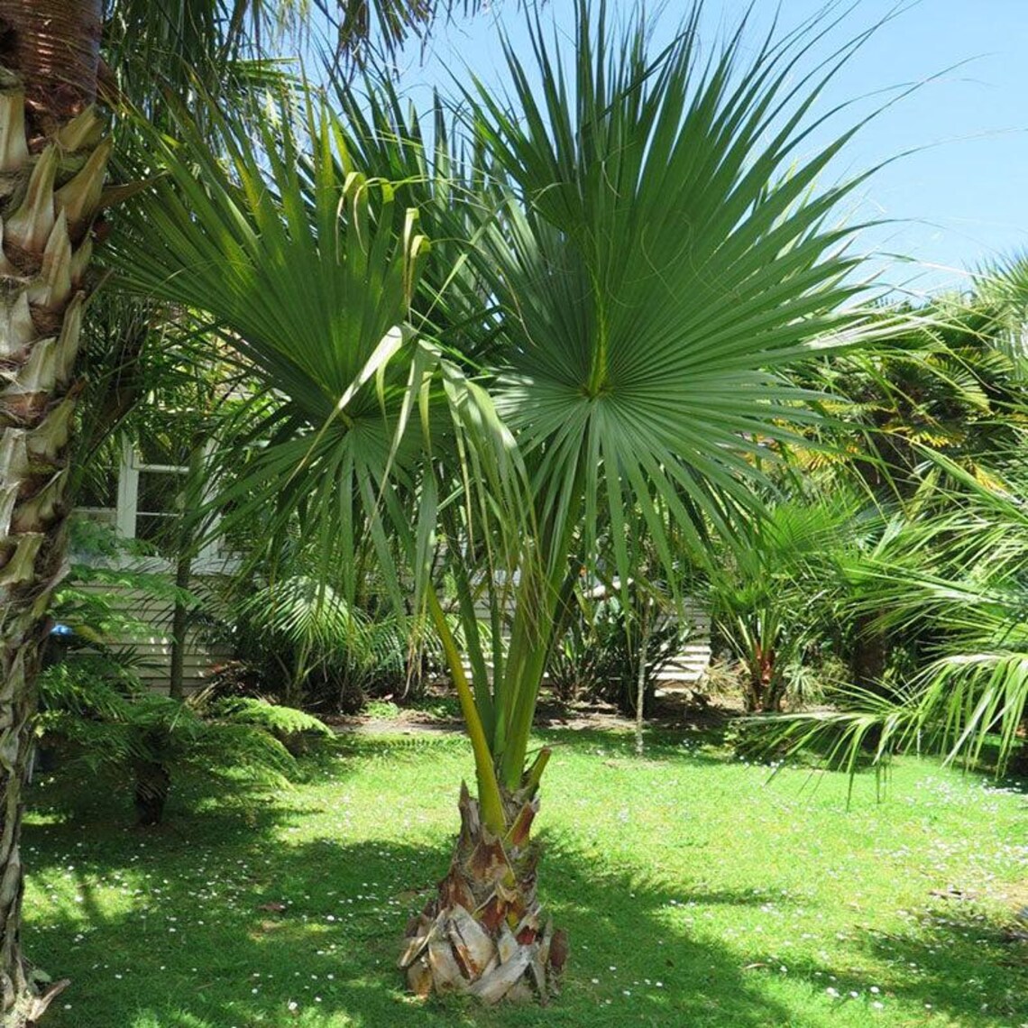 Sabal Minor Palm Seeds - Etsy