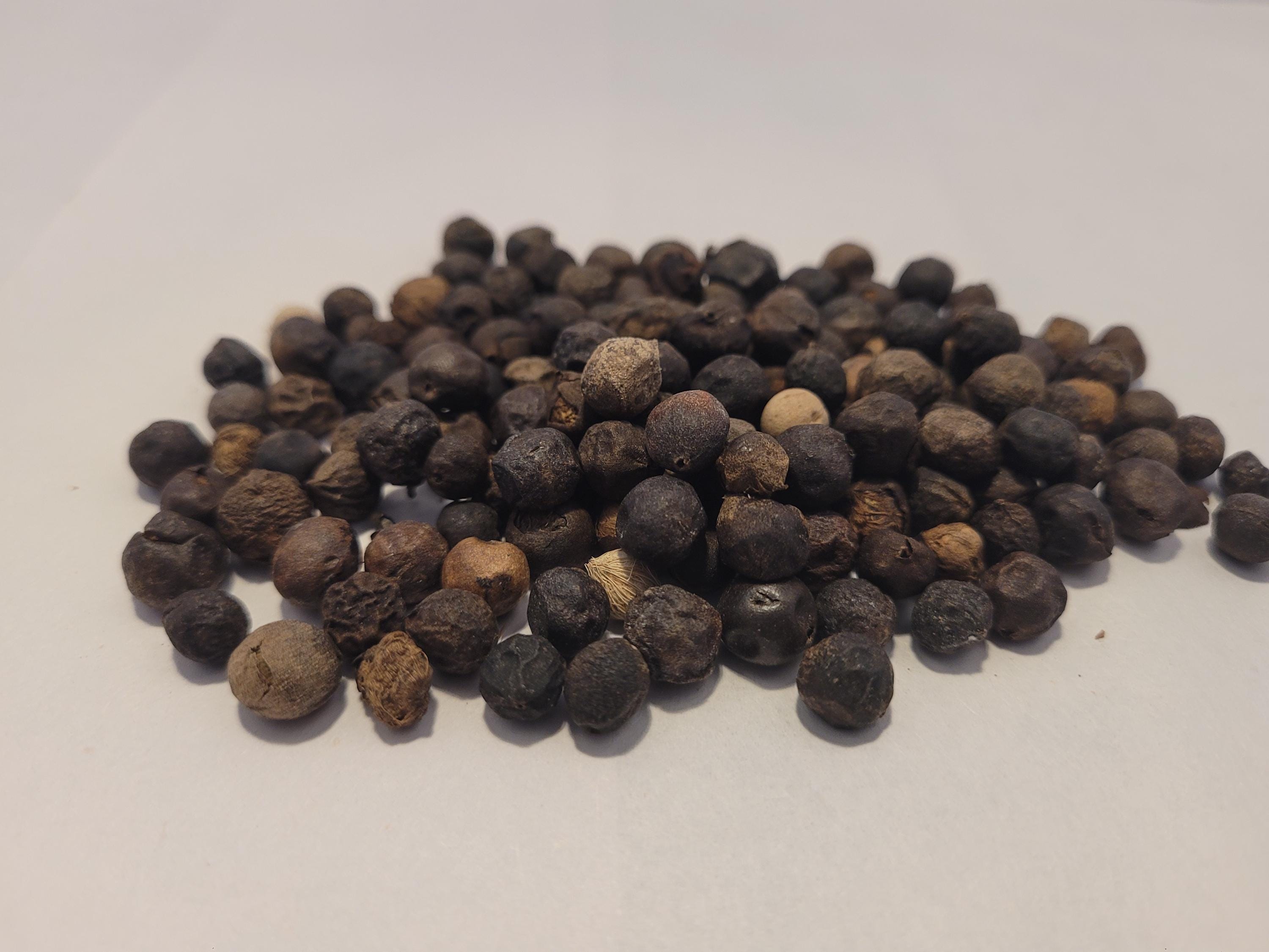 Lady Palm Seed - Etsy