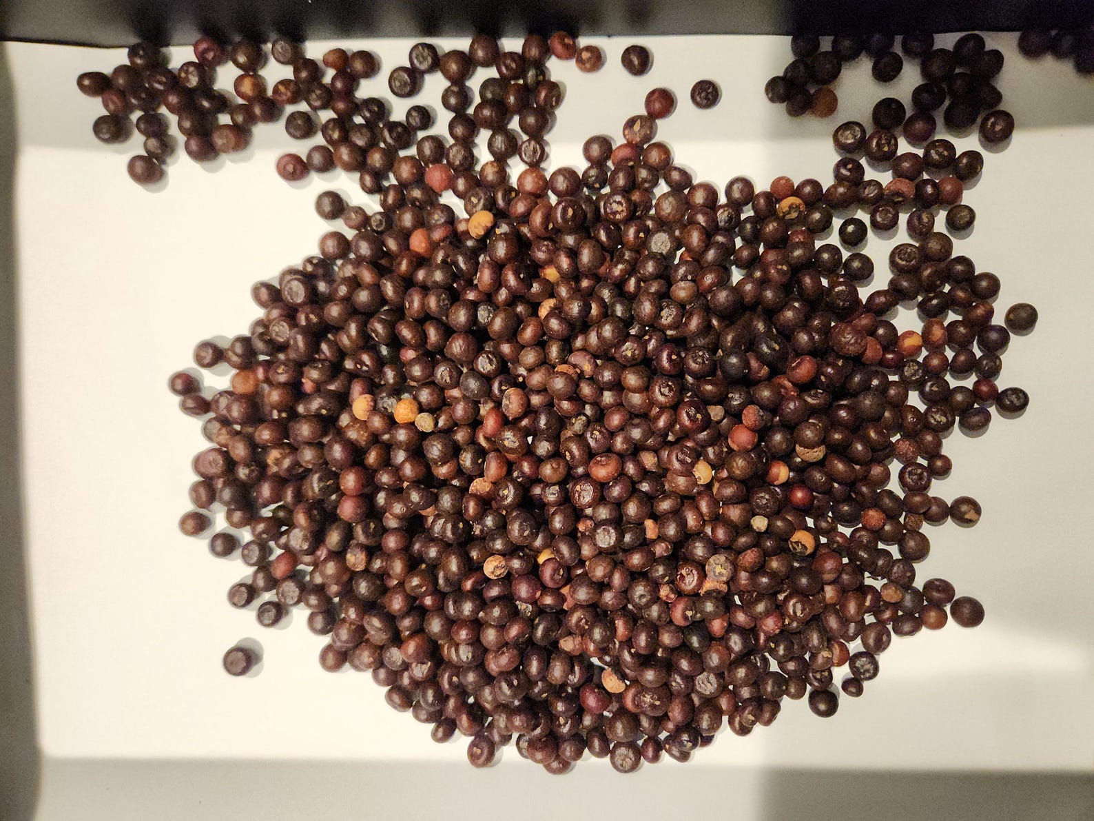 Sabal Minor Palm Seeds - Etsy