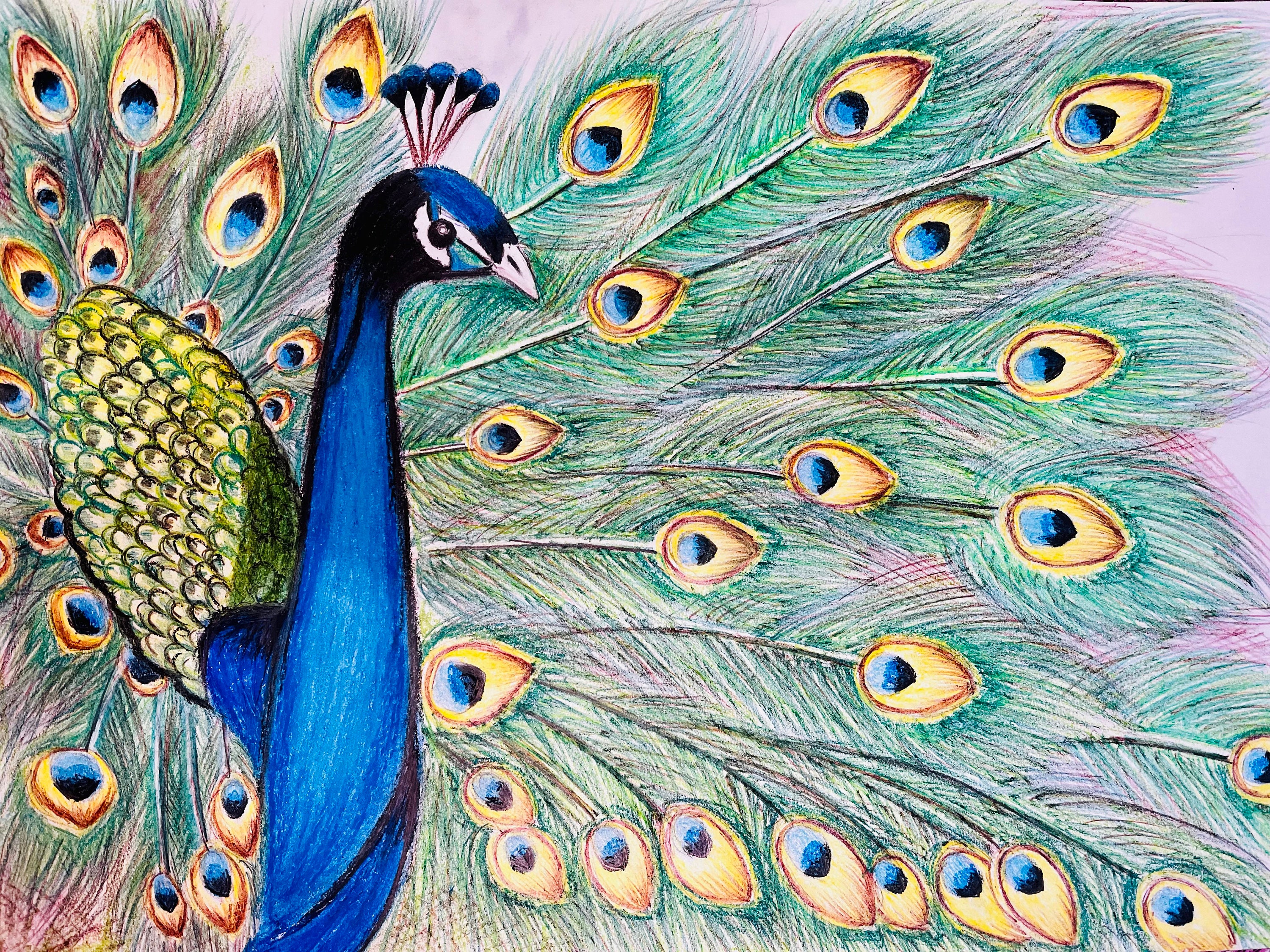 Peacock Drawings In Color