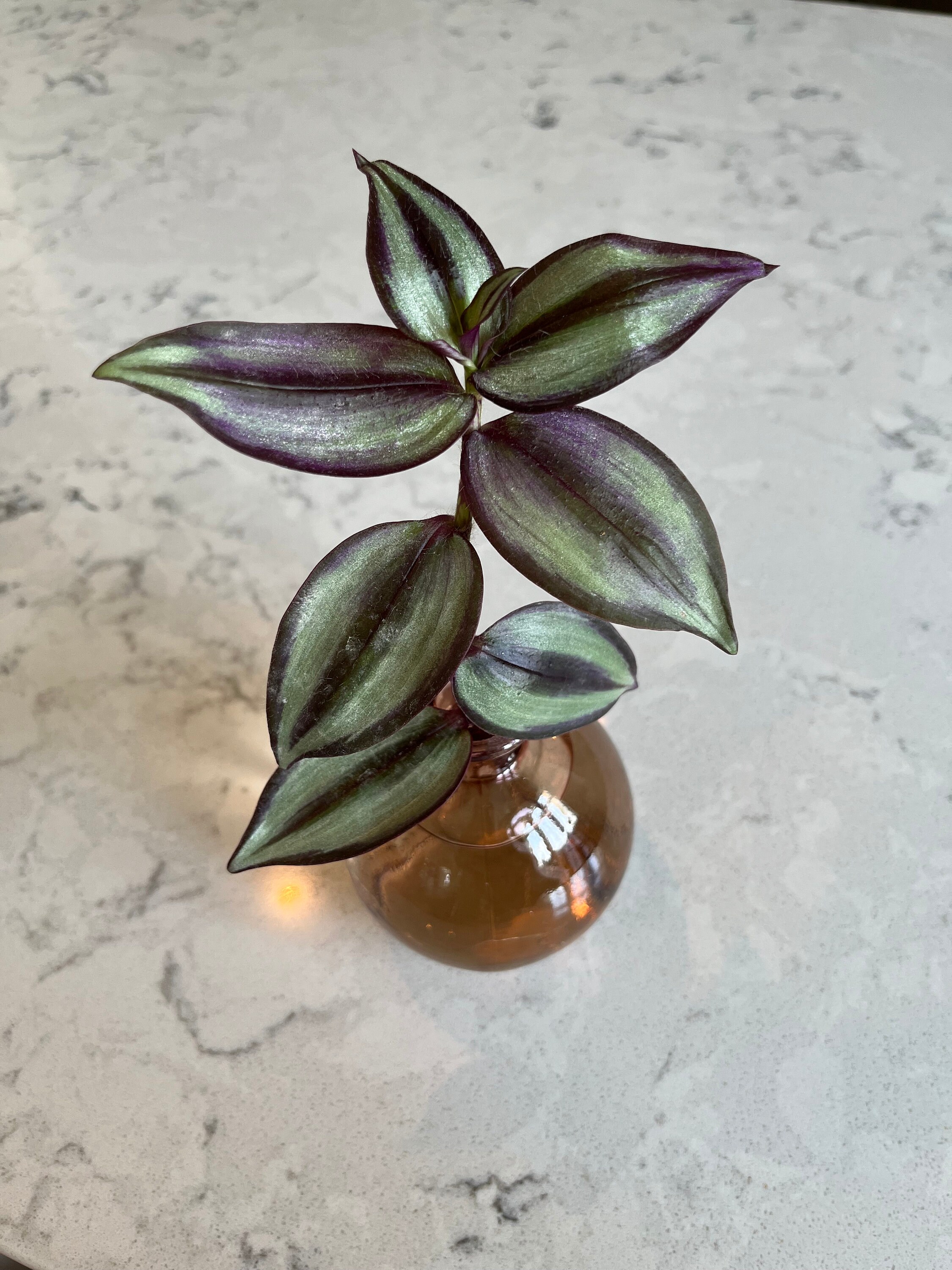 Tradescantia Wandering Jew Bare Root Cutting - Etsy