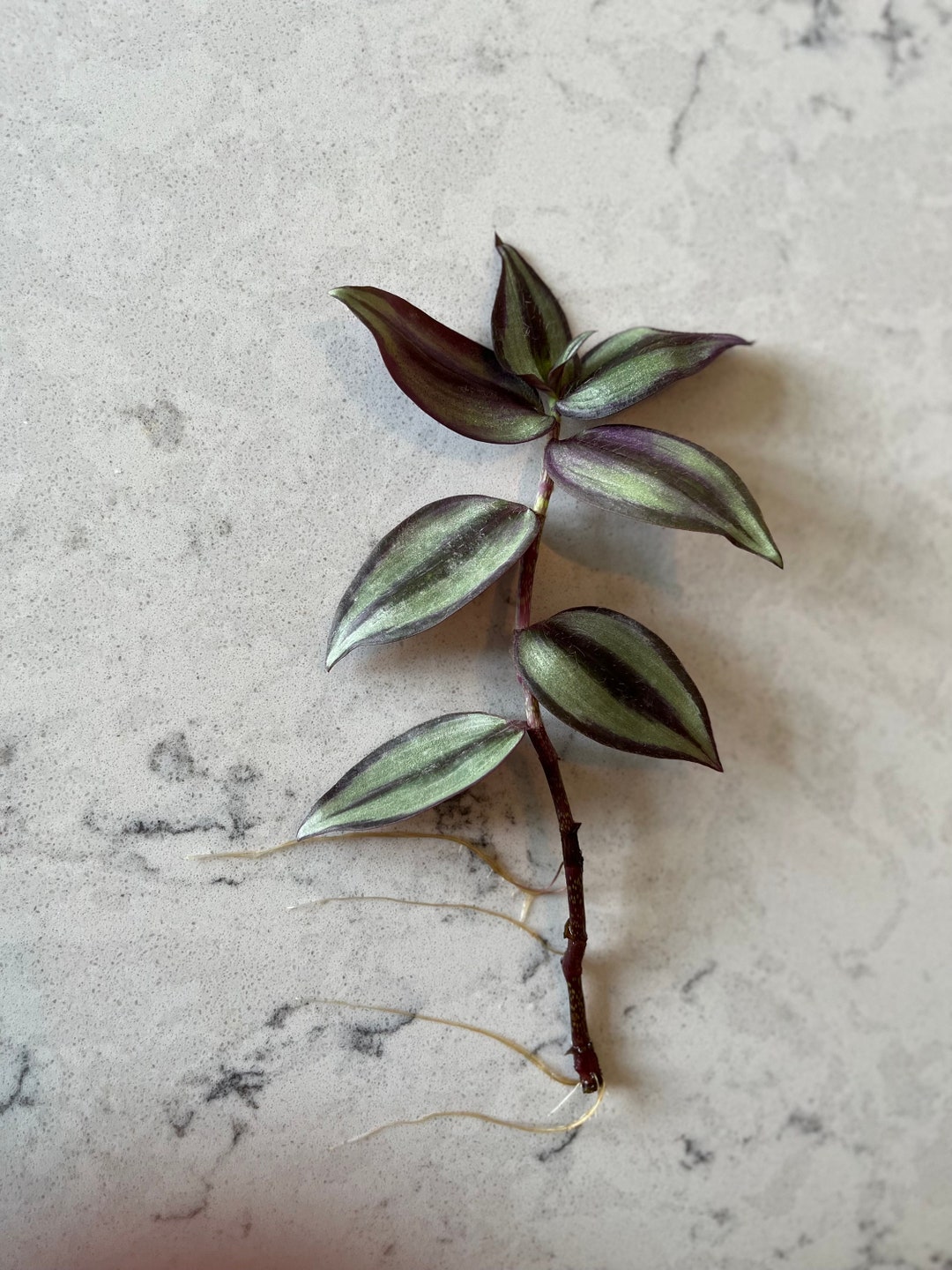 Tradescantia Wandering Jew Bare Root Cutting - Etsy