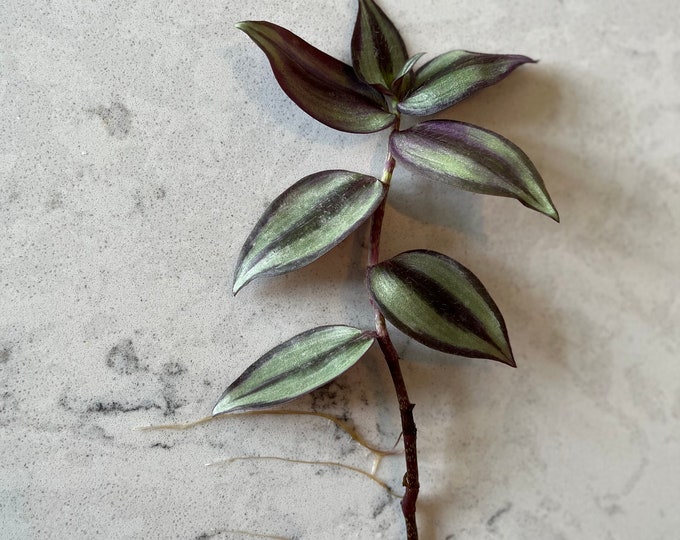 Tradescantia Wandering Jew Bare Root Cutting - Etsy