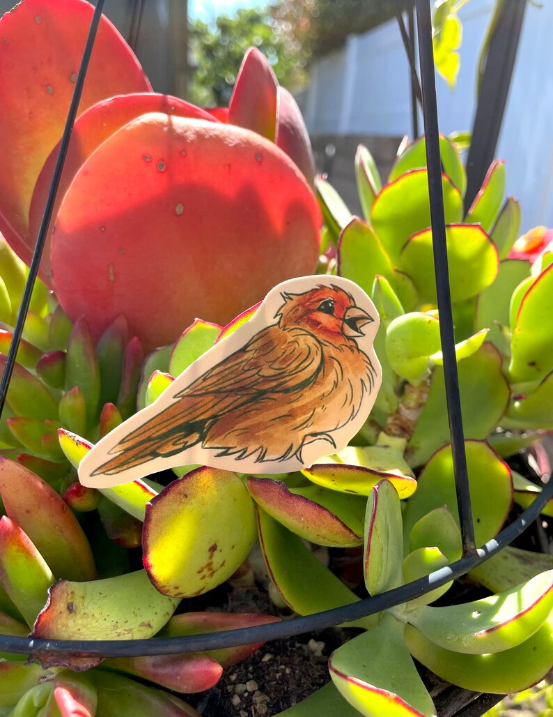 Glossy Housefinch Bird Sticker, Hand Drawn, Handmade, Hand Cut - Etsy