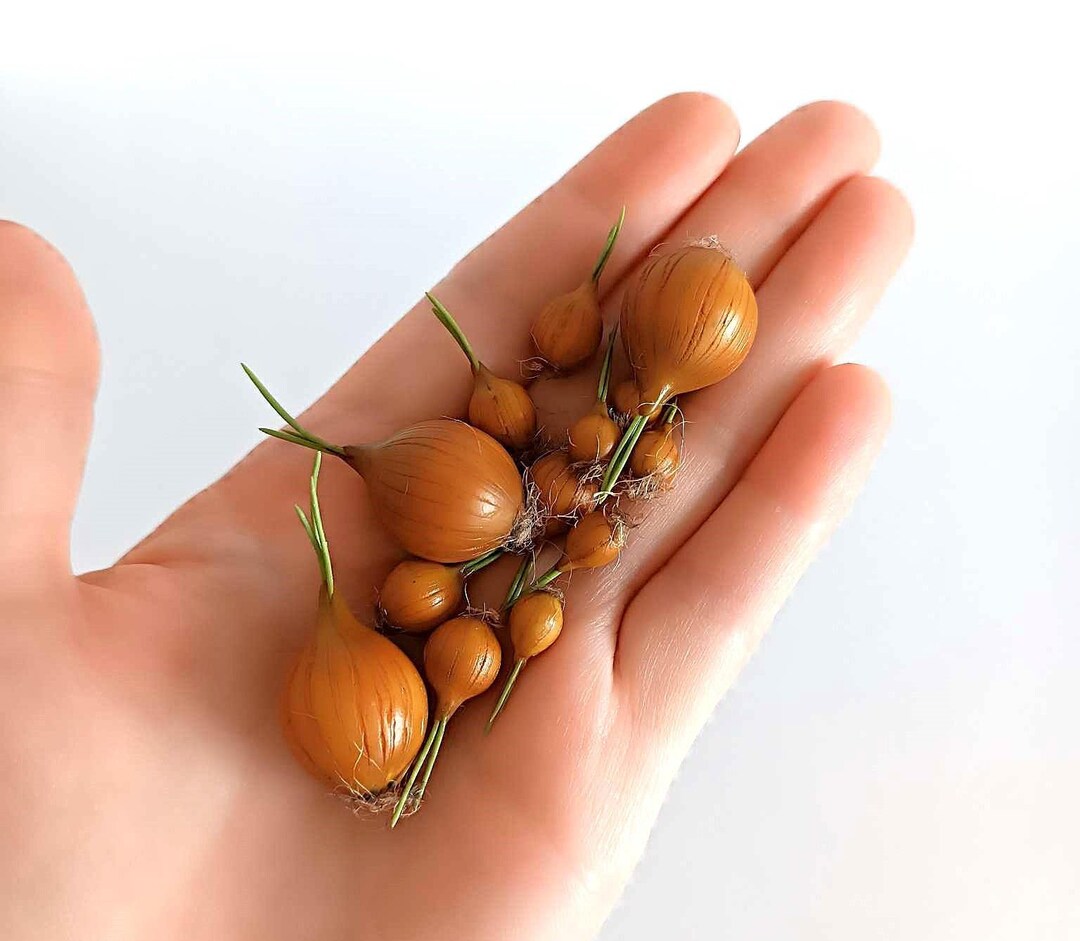 Miniature Realistic Onion in Scale 16, 1/12, Miniature Food for ...