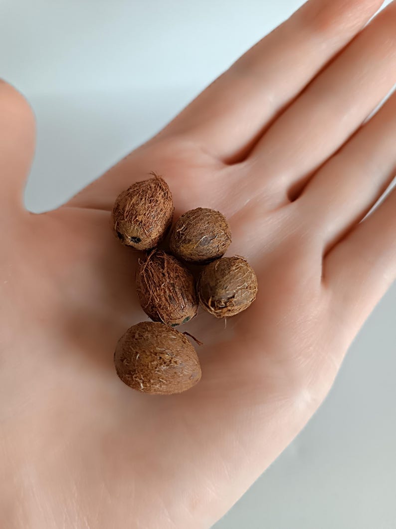 Miniature Realistic Coconut/ Tropical Fruit/ Jewelry Coconut/ for a ...