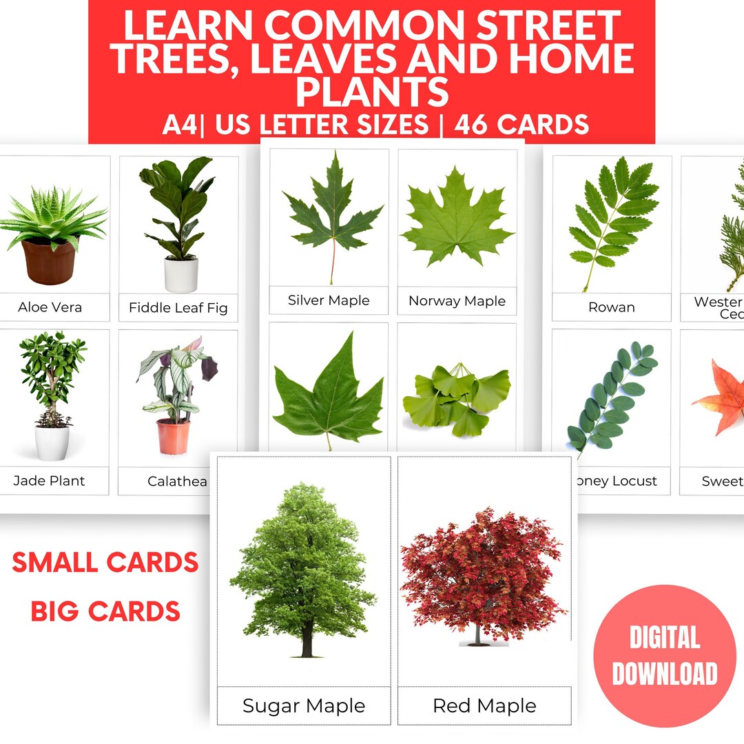 Common Trees Leaves and Home Plants Flashcards Montessori Printable ...