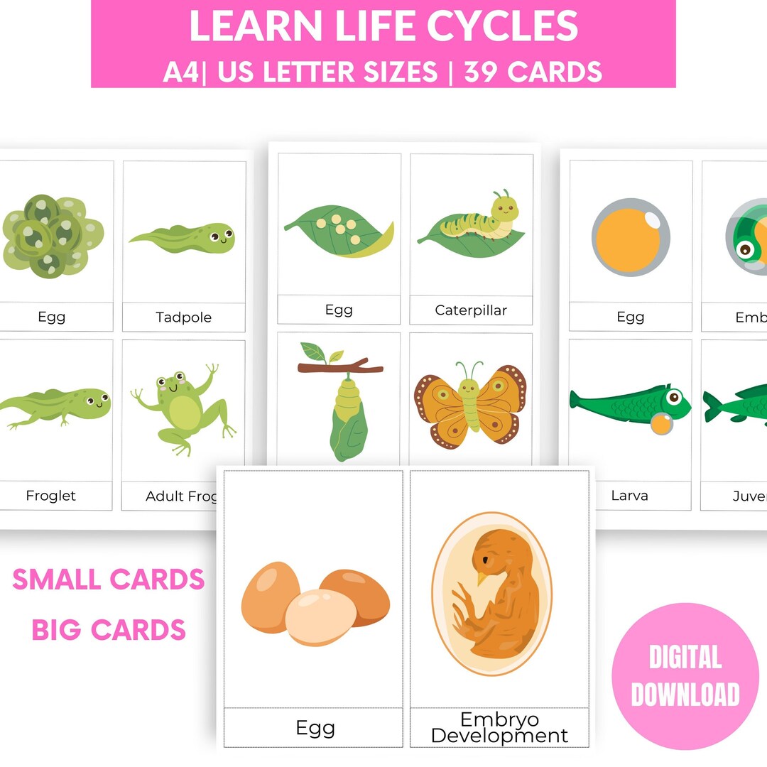 Animals and Plants Life Cycles Flash Cards Butterfly Life Cycle 3-part ...