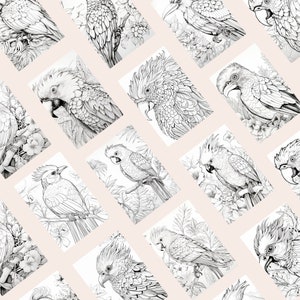 Exotic Birds 20 Coloring Pages, Birds From Around the World, Printable ...