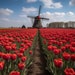 Dutch Tulips With Windmill - Digital Download, Size 24"x18" - Etsy