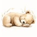 Watercolor Sleepy Bears Clipart Set, Jpgs, Sleeping Baby Animals ...
