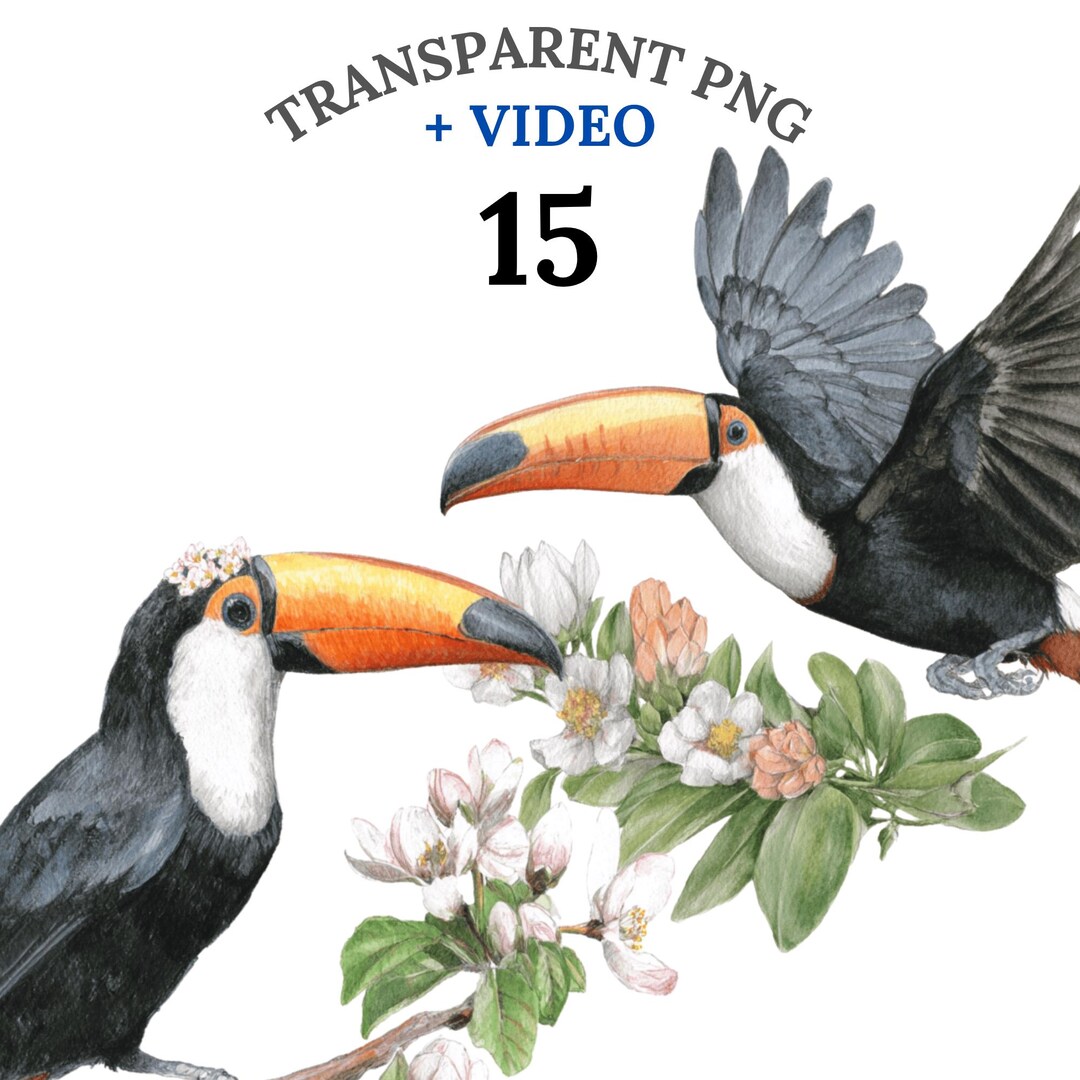 15 Toucan Bird Clipart PNG, Watercolor Tropical Bird Bundle, Jungle ...