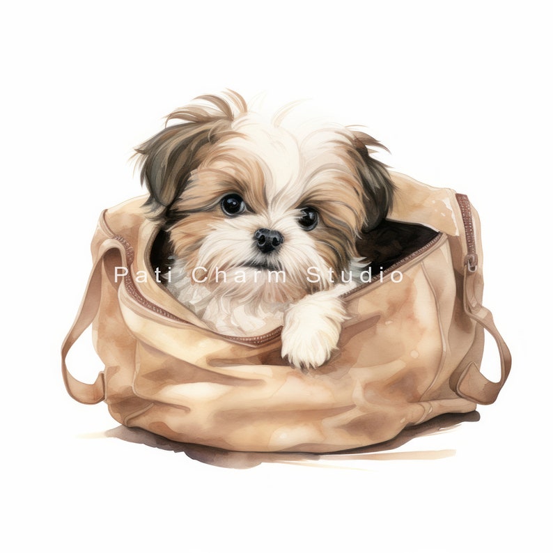 Shih Tzu Watercolor Clipart Bundle Jpgs, High Quality, Digital Download ...