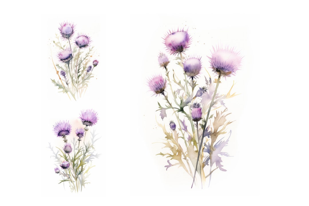 Watercolor Thistle Clipart Bundle, Floral Clipart Set, Meadow Flowers ...