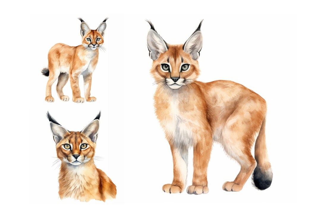 Wild Cat Clipart Bundle, High Quality Jpgs, Digital Download, Kitten ...