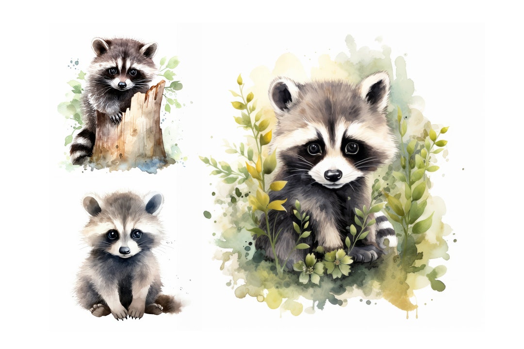 Watercolor Raccoon Clipart Bundle, High Quality Jpgs, Digiatl Download ...