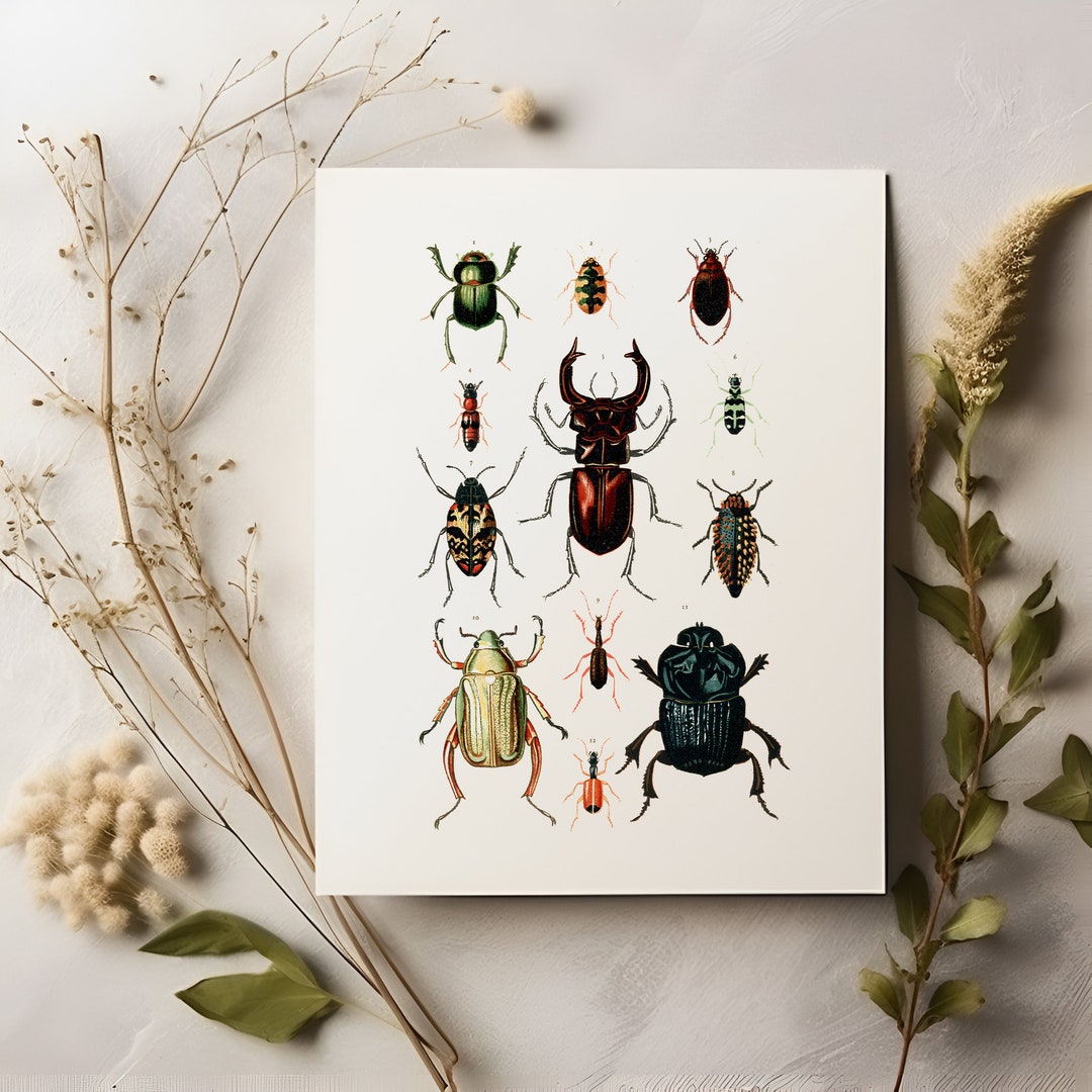 Insects Vintage Science Print, Printable Art, BEETLES, Antique, Home ...