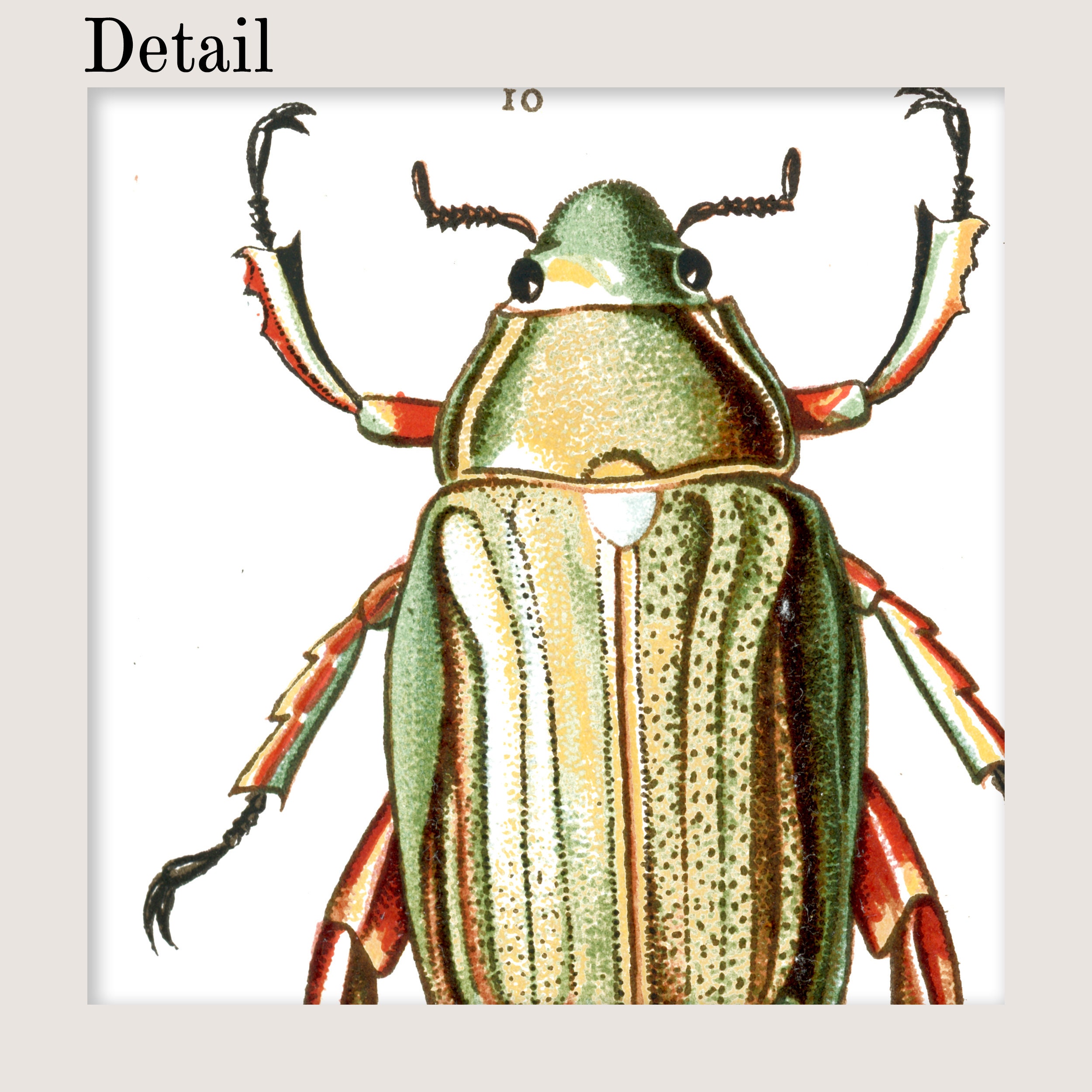 Insects Vintage Science Print, Printable Art, BEETLES, Antique, Home ...