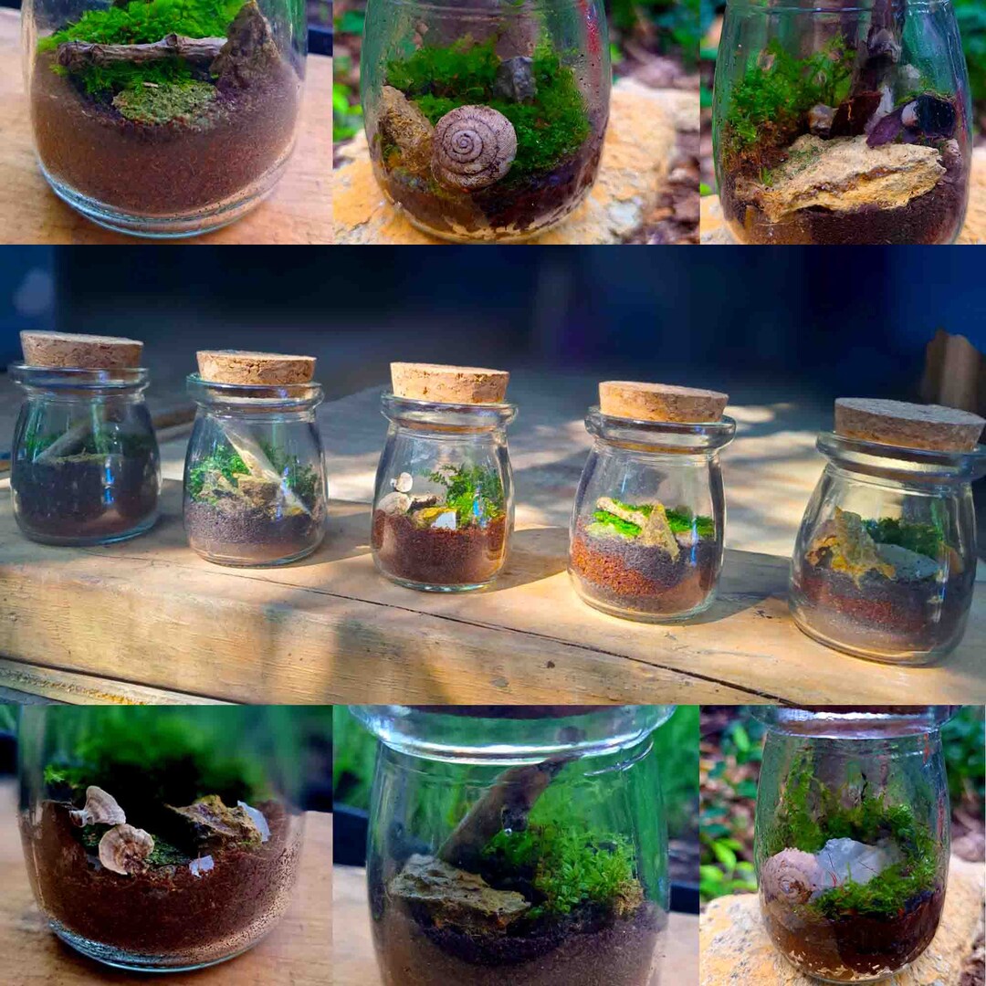 Tiny Worlds Terrariums Micro Zen Garden A Little Outdoors - Etsy