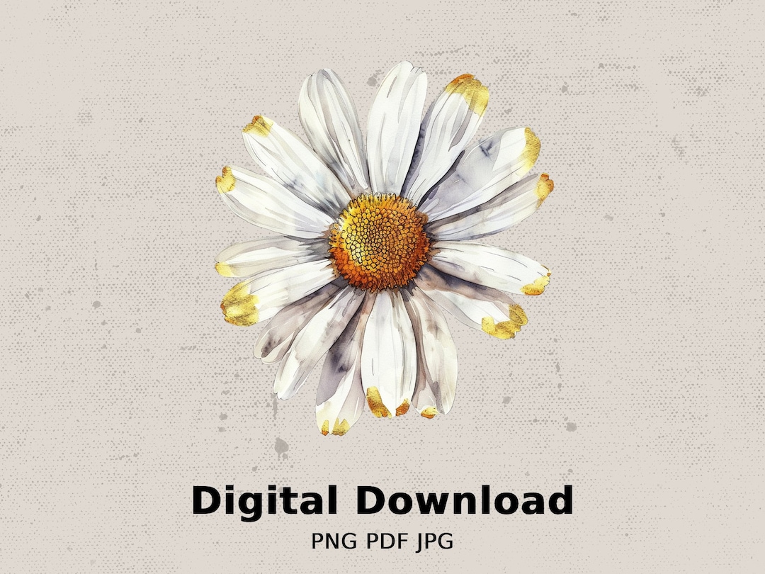 Daisy Floral Clipart, Spring Flower PNG, Digital Daisy Flowers Artwork ...