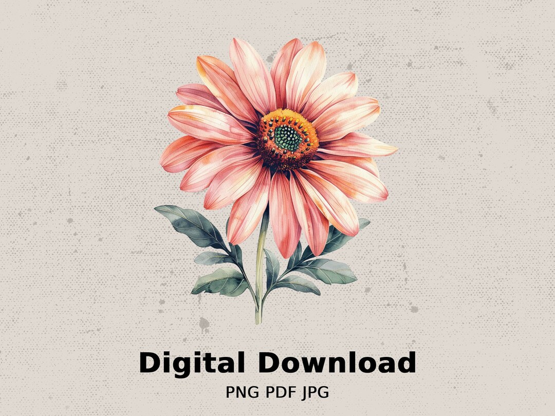 Daisy Clipart Collection, Spring Floral PNG, Daisy Flowers Digital ...