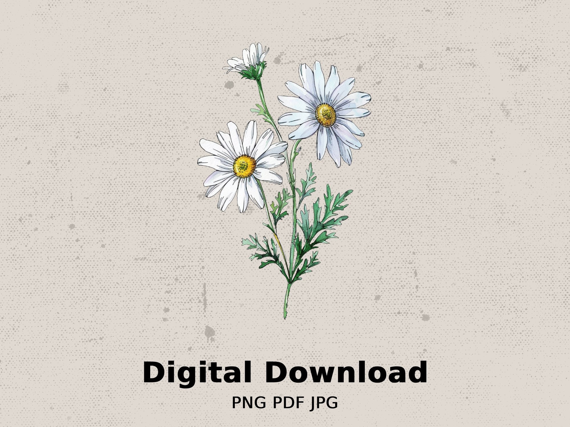 Daisy Clipart, Floral Spring Clipart, Daisy Flowers PNG, Digital Daisy ...