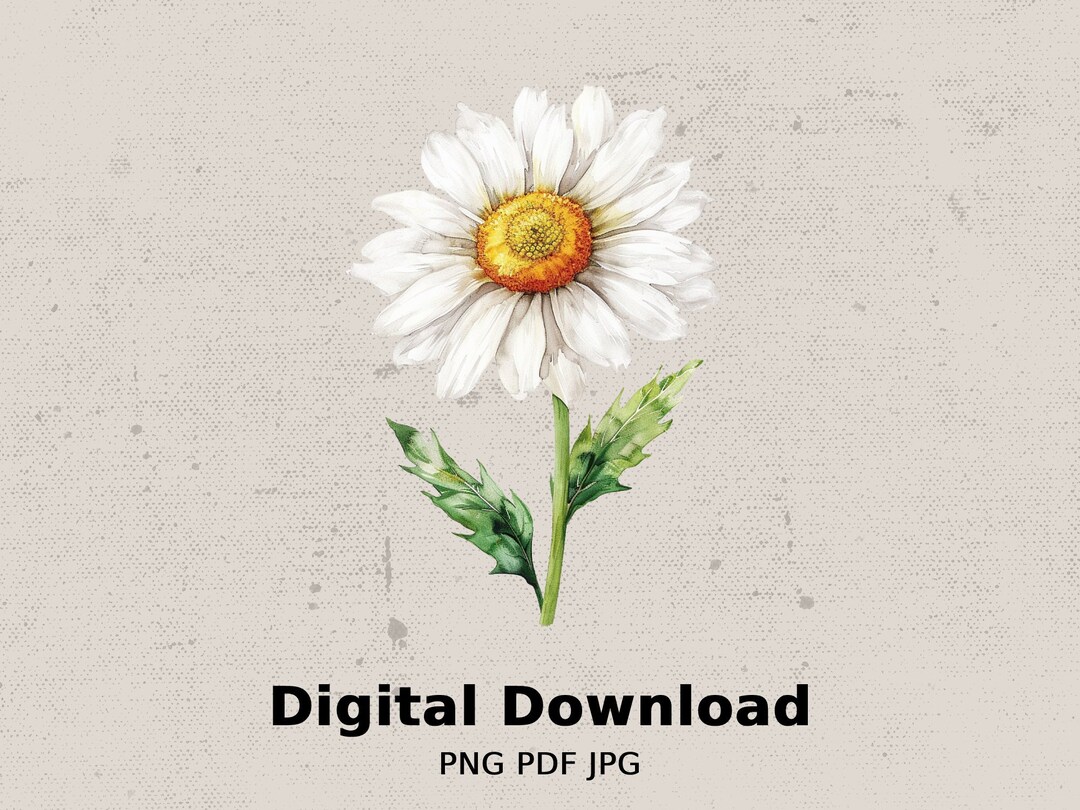 Daisy Floral Clipart, Spring Flowers PNG, Digital Daisy Image, Non ...