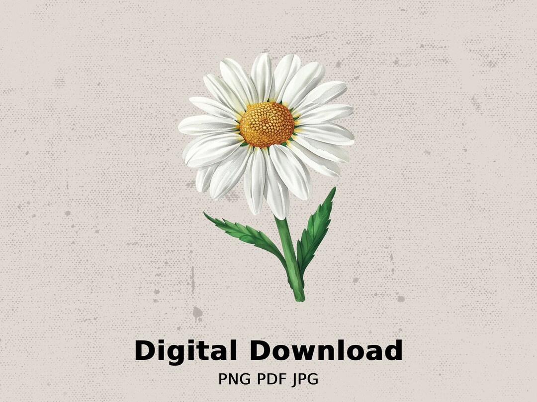 Daisy Clipart, Spring Floral PNG, Digital Daisy Flower Image, Non ...