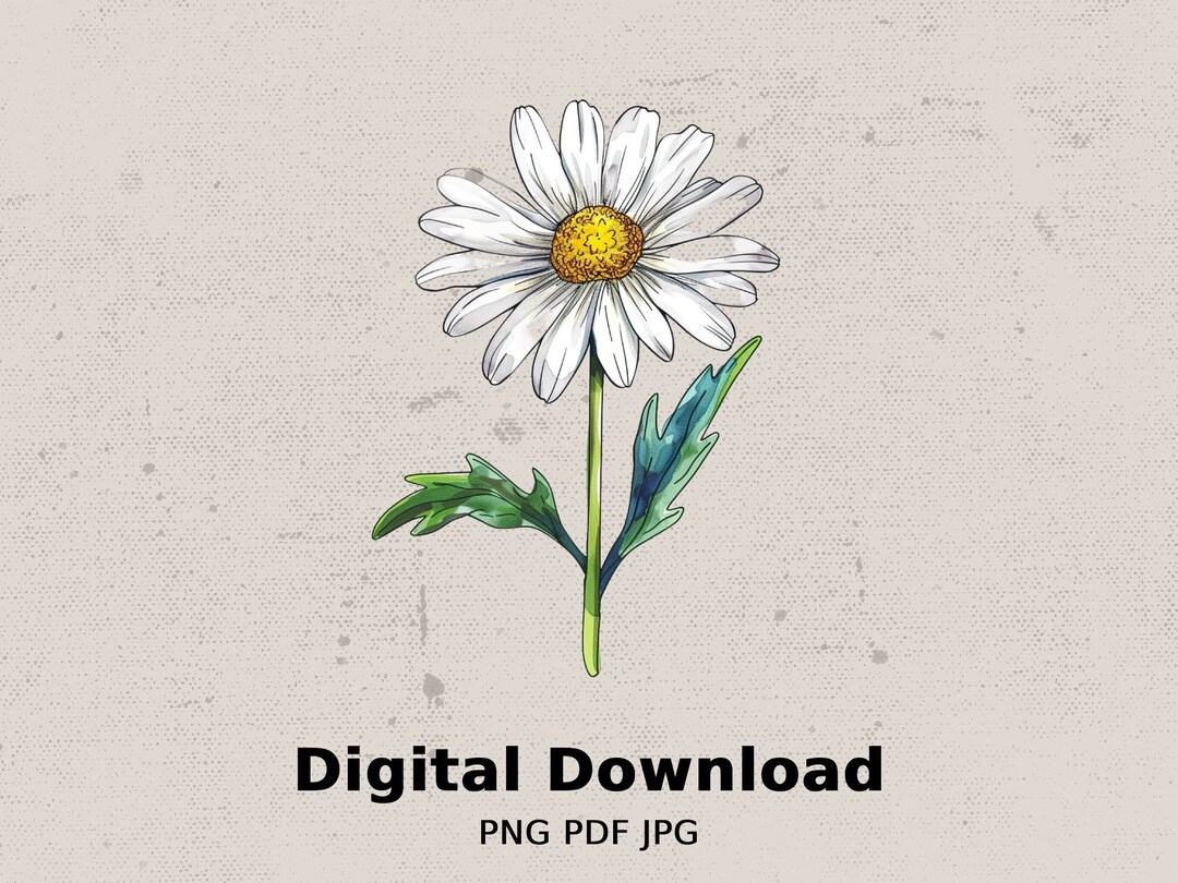 Daisy Flower Clipart, Spring Floral PNG, Digital Daisy Flowers Art, Non ...