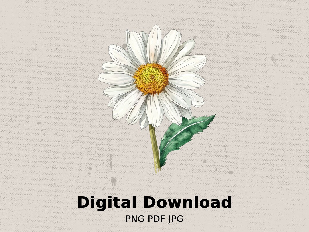 Daisy Clipart, Spring Floral PNG, Daisy Flowers Digital Image, Non ...