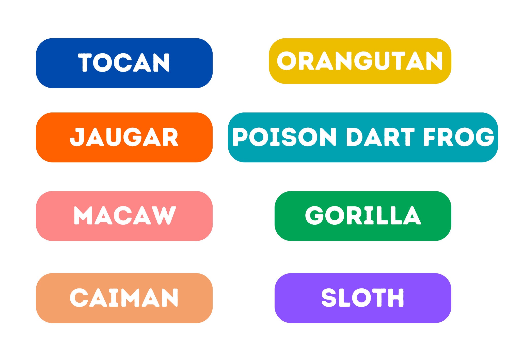Rainforest Animals Flashcards | Educational Learning Cards (digital ...