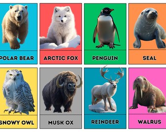 8 Rainforest Animals Flashcards Included With 2 Free Animal Coloring ...